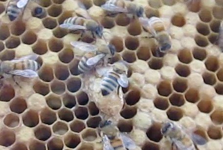 Found these swarm cells in one of my hives : r/Beekeeping